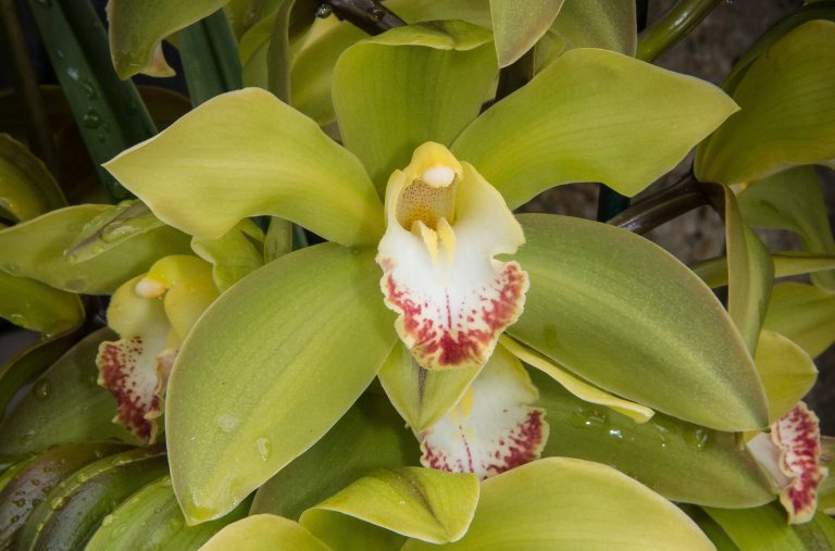 Highlighted Genera in Longwood's Orchid Collection | Longwood Gardens