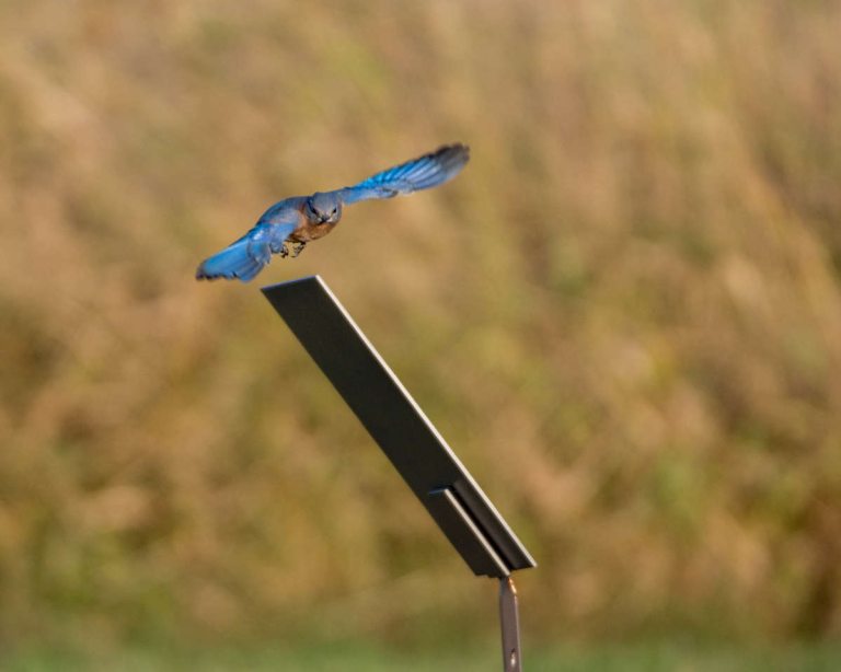 Conserving the Brilliant Bluebird | Longwood Gardens