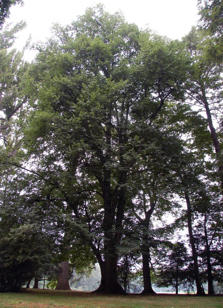The Lore of Our Trees | Longwood Gardens