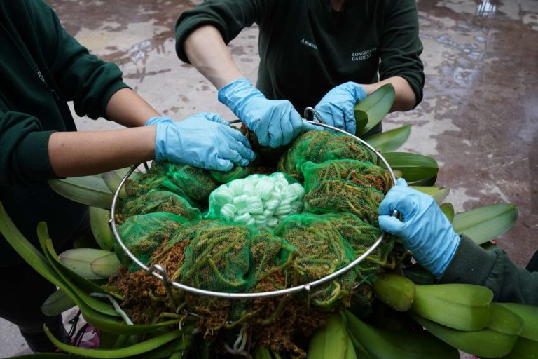 Crafting an Orchid Orb, Floating on Air | Longwood Gardens