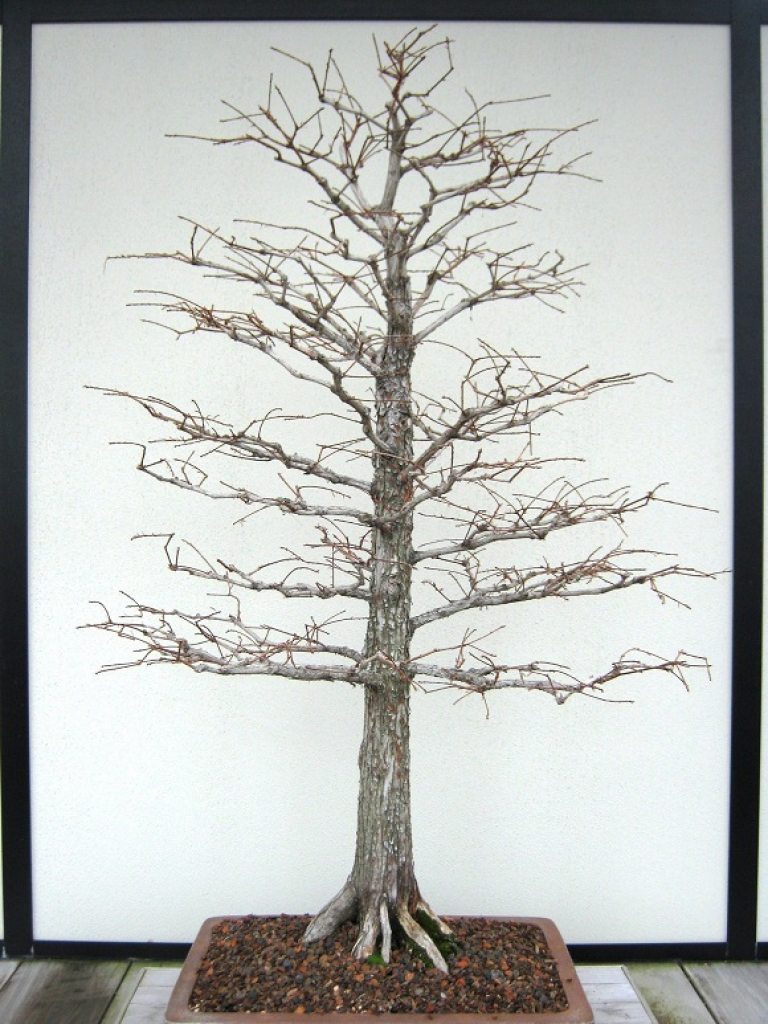 A Short History of Tiny Trees | Longwood Gardens
