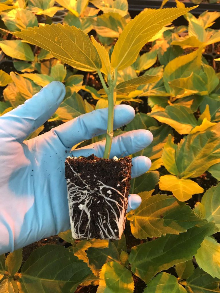 A Chenille Plant Journey | Longwood Gardens