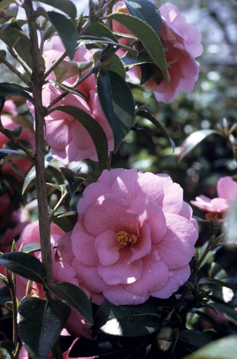 A Quest for Hardiness | Longwood Gardens