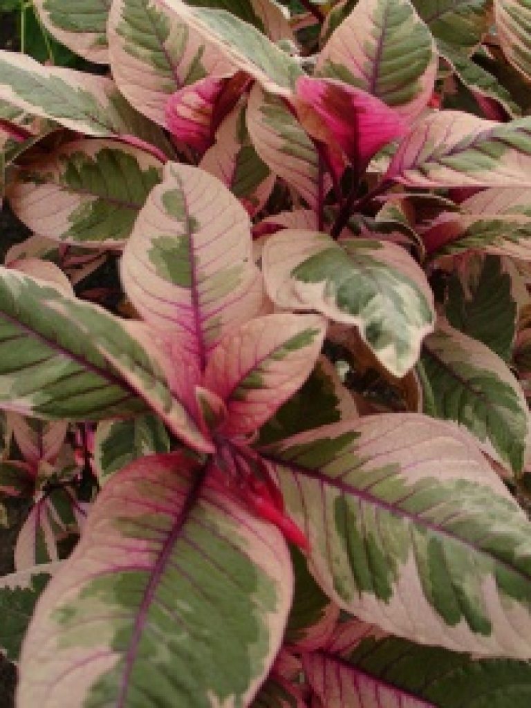 Fuchsias Galore! | Longwood Gardens