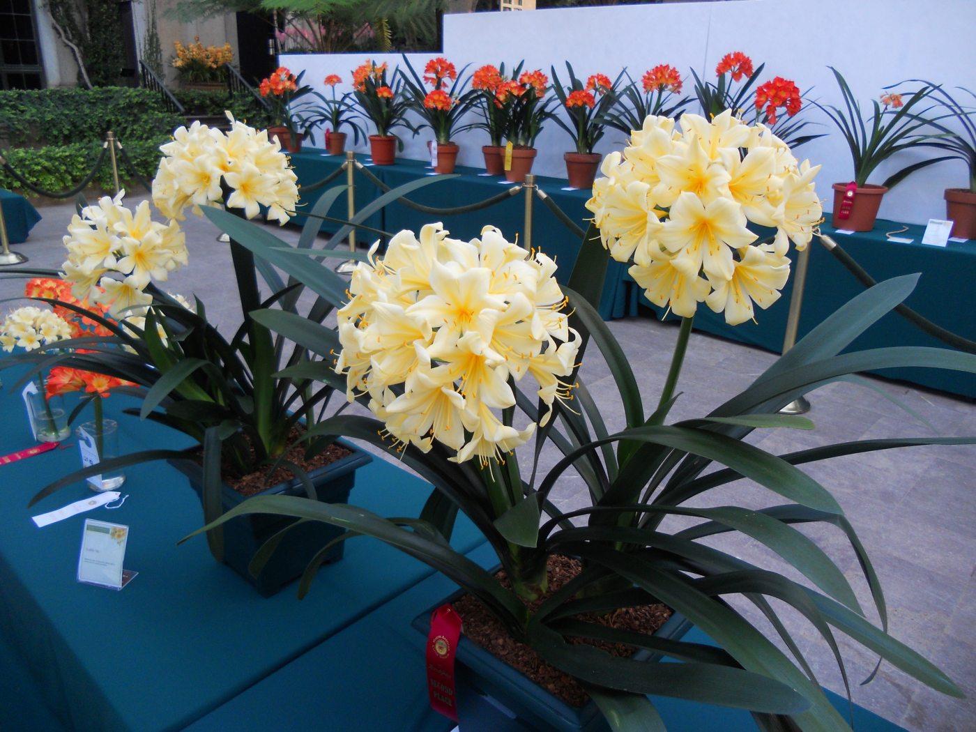 How to Make Your Clivia a Blooming Winner | Longwood Gardens