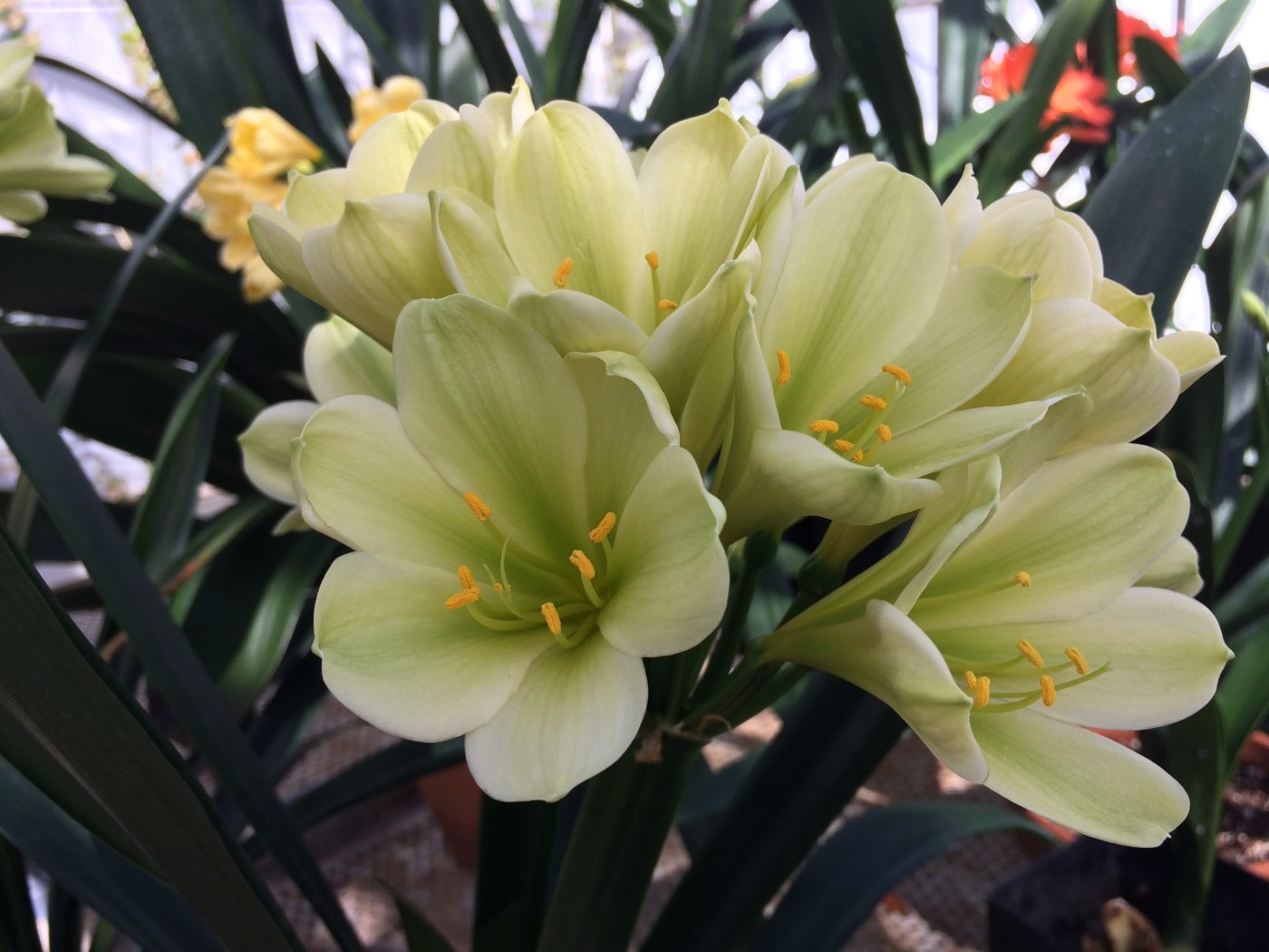 Longwood Gardens Releases Rare Green Clivia | Longwood Gardens