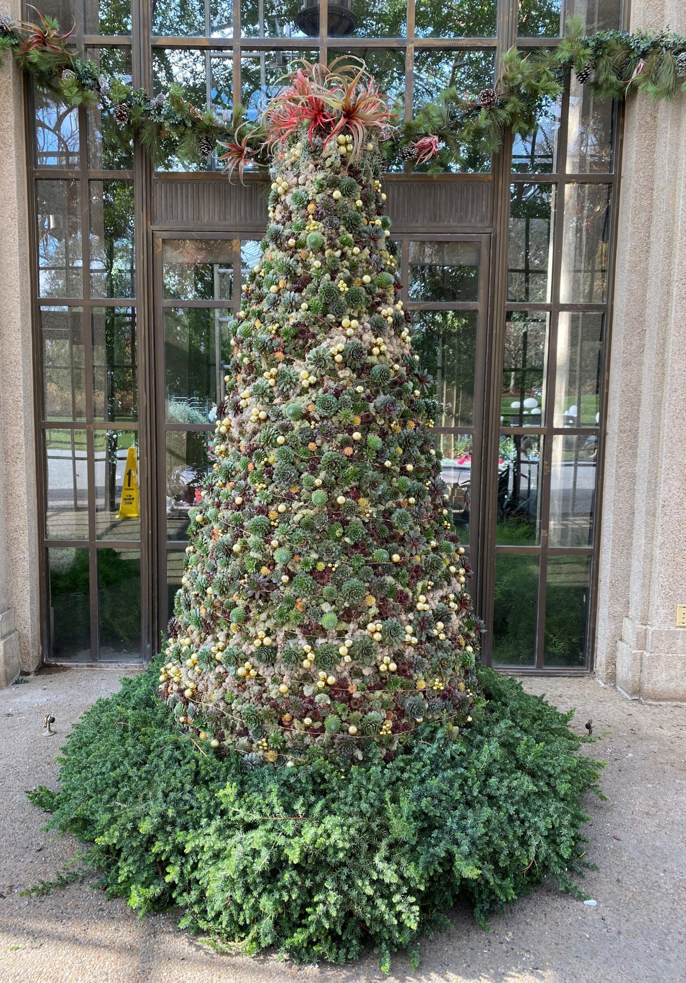 How to Create Your Own Living Succulent Tree | Longwood Gardens