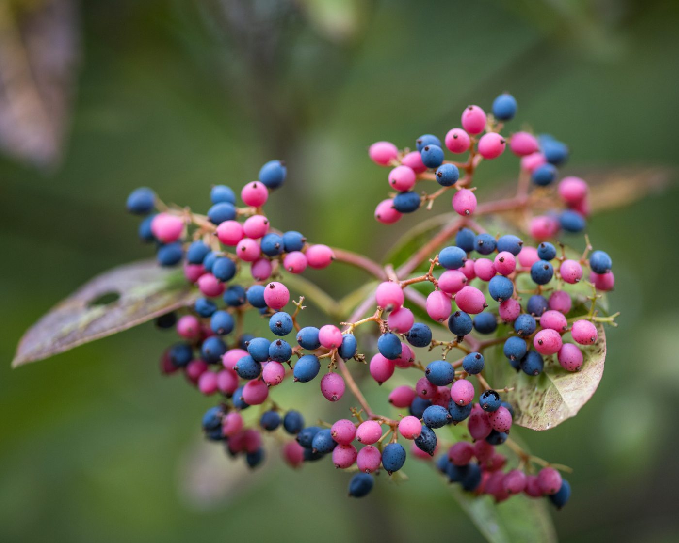 How to Create an Ecologically Friendly Home Landscape | Longwood Gardens