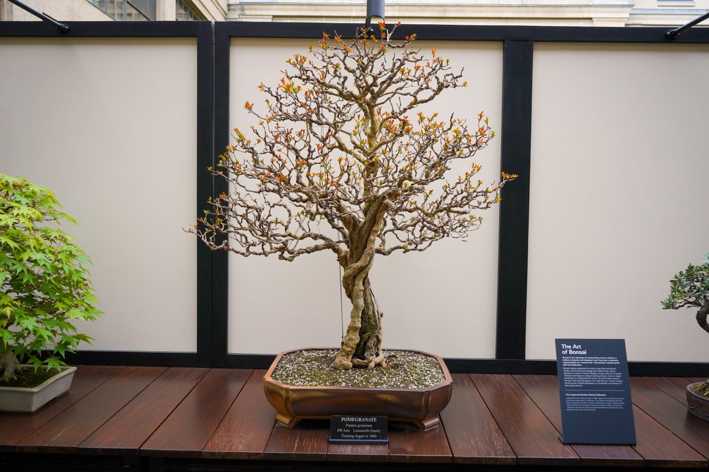 The Beauty of Bonsai Styles | Longwood Gardens