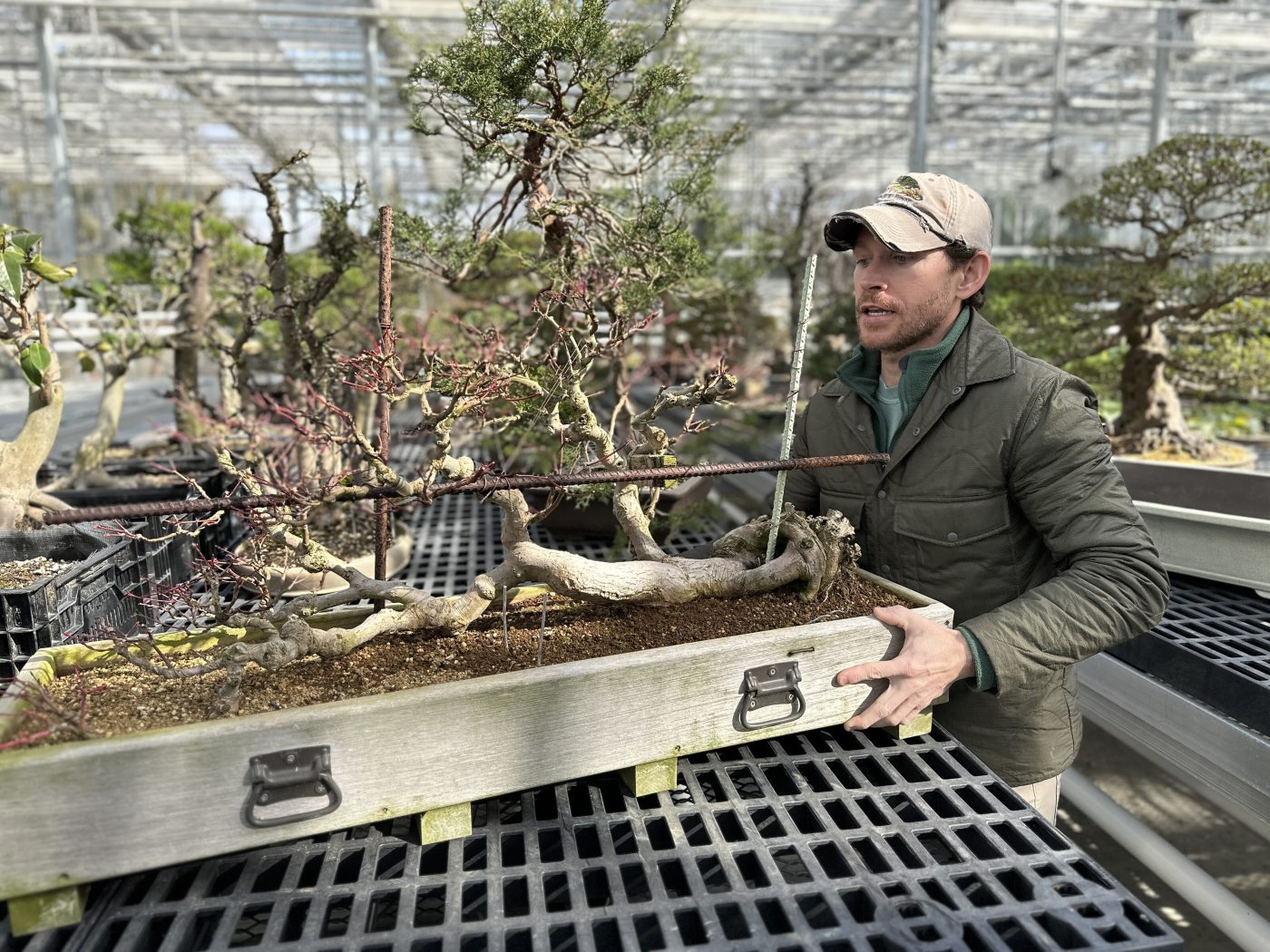 The Beauty of Bonsai Styles | Longwood Gardens