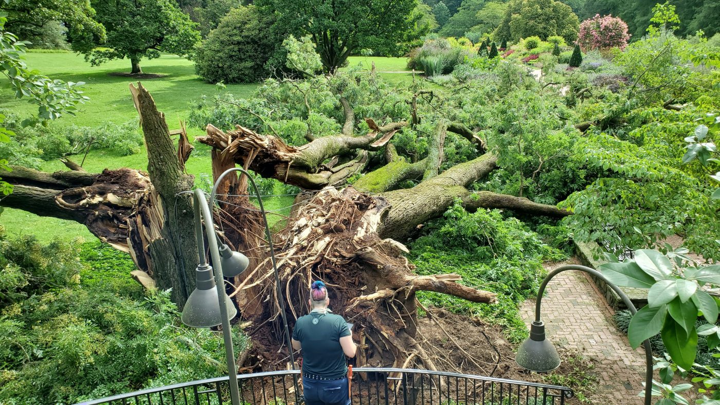 From Fallen Trees, An Uplifting Effort | Longwood Gardens