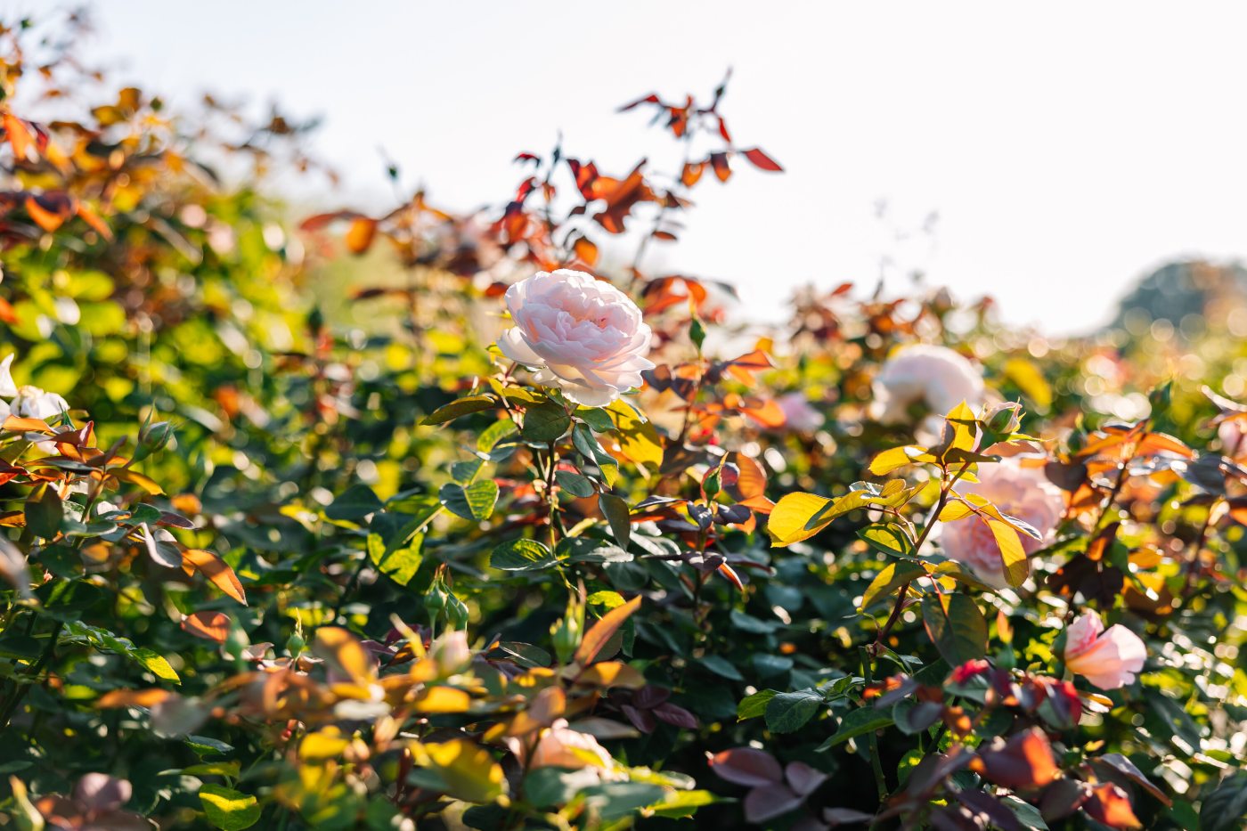 Ensuring the Longevity of Roses | Longwood Gardens