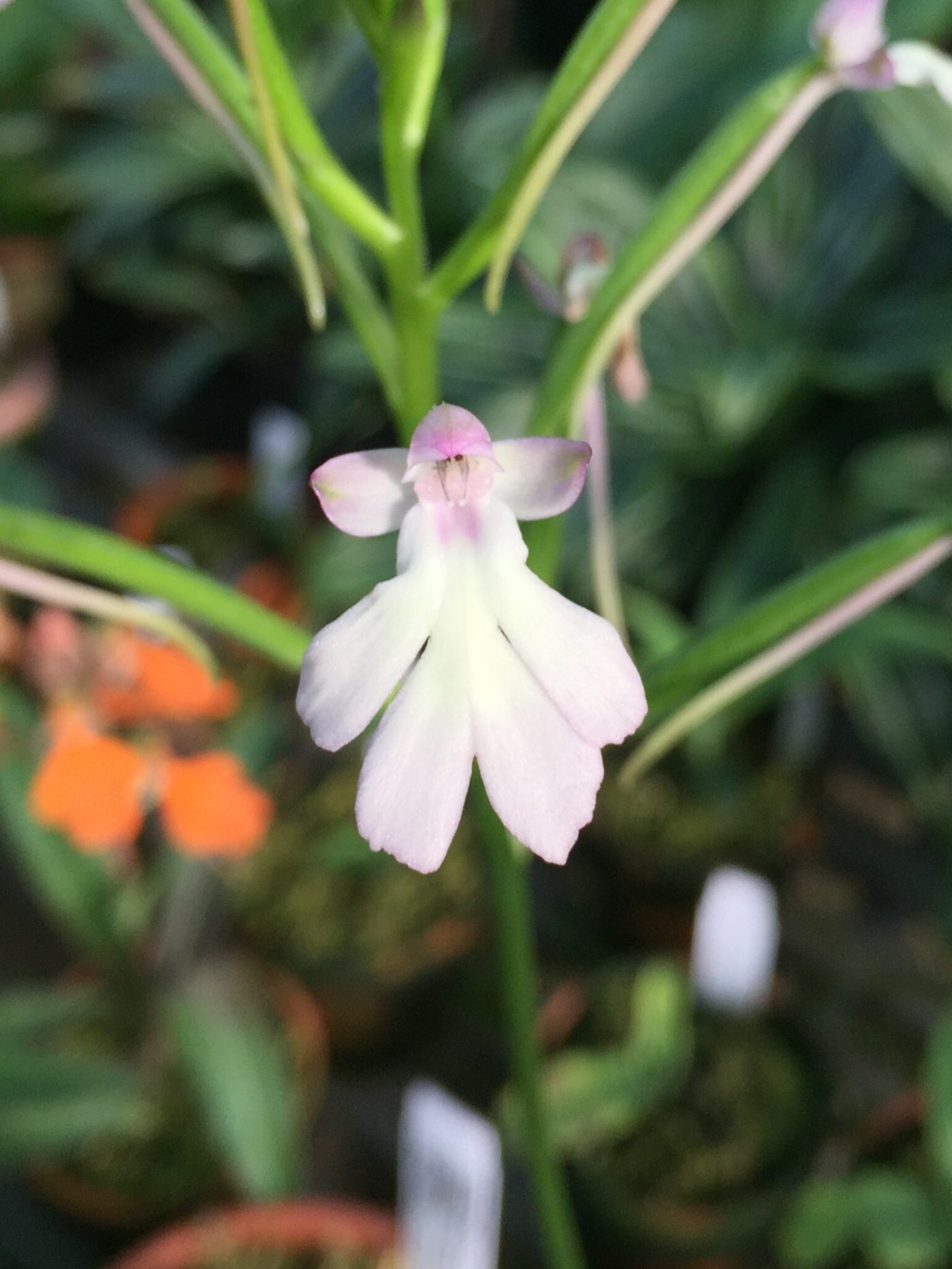 Cynorkis: A Jewel Box of Possibilities | Longwood Gardens