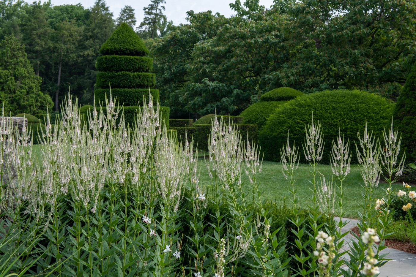 Planting with Purpose: Native and Noteworthy Plants | Longwood Gardens