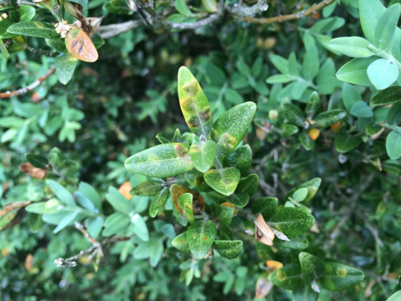 Managing Boxwood Blight: From Longwood to Your Home | Longwood Gardens