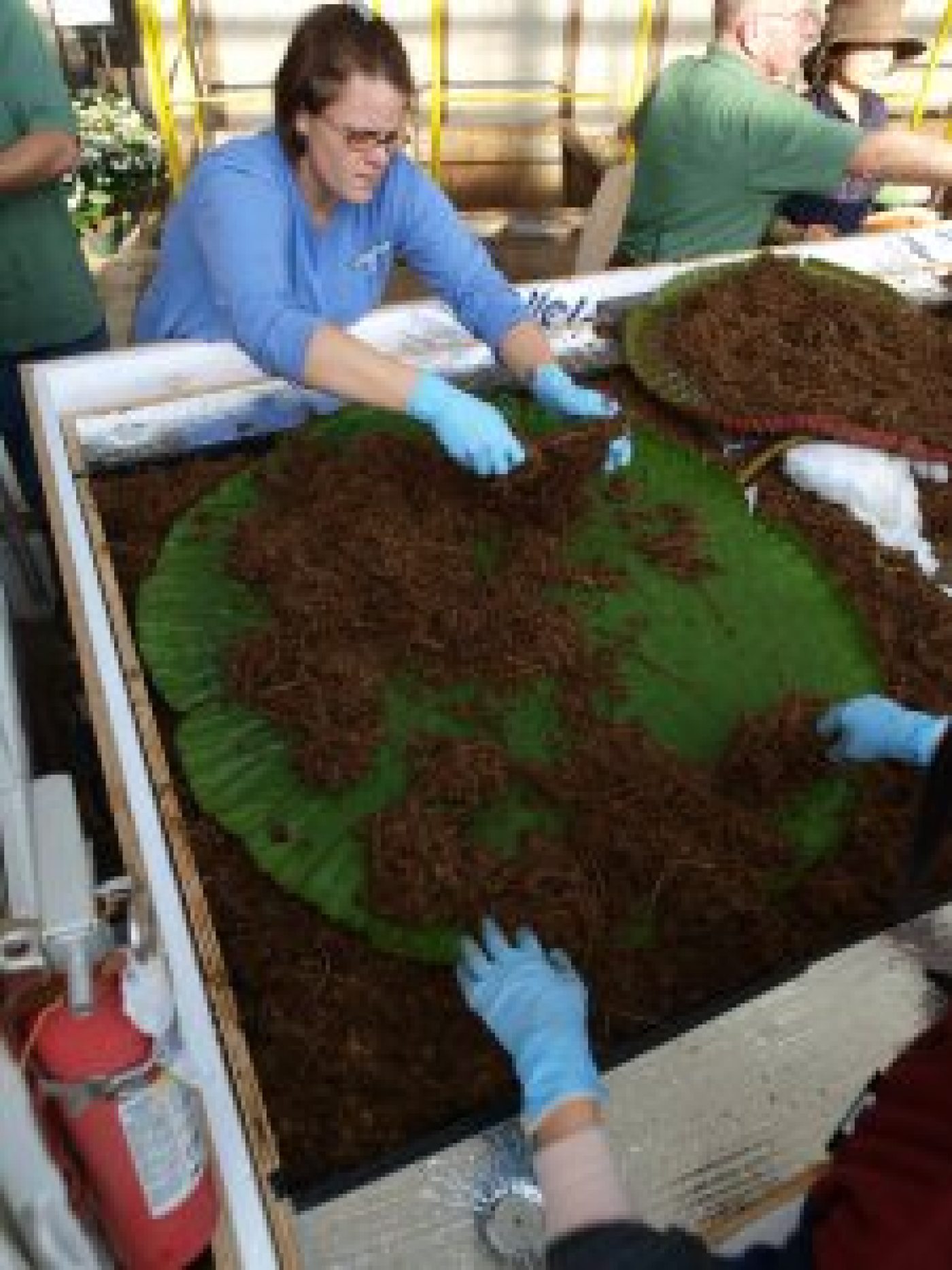 Longwood Water-Platter Ready for Flower Show Debut | Longwood Gardens
