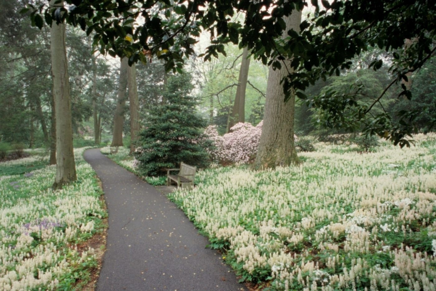Peirce’s Woods in Bloom | Longwood Gardens
