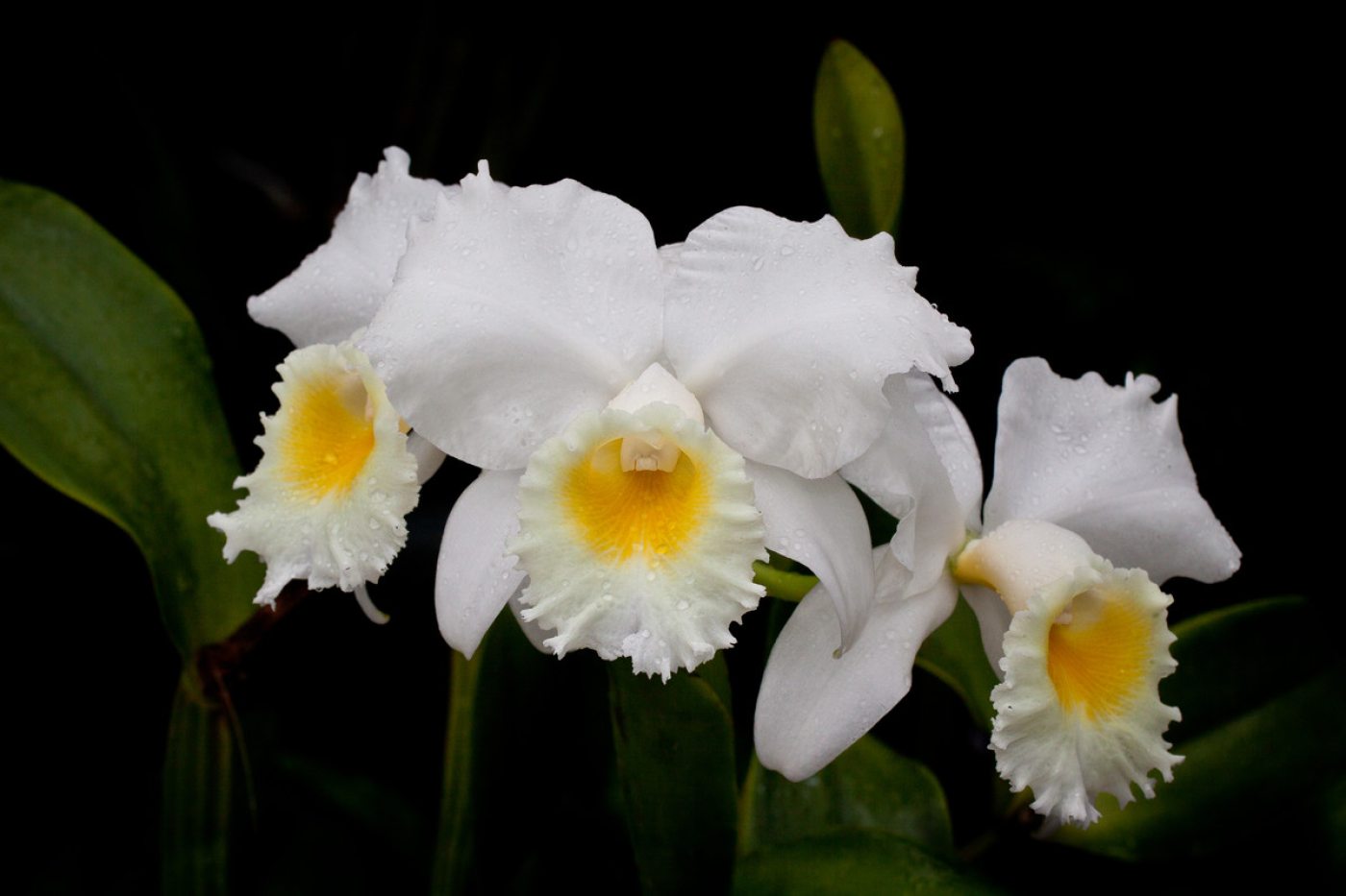 Identifying Orchids | Longwood Gardens