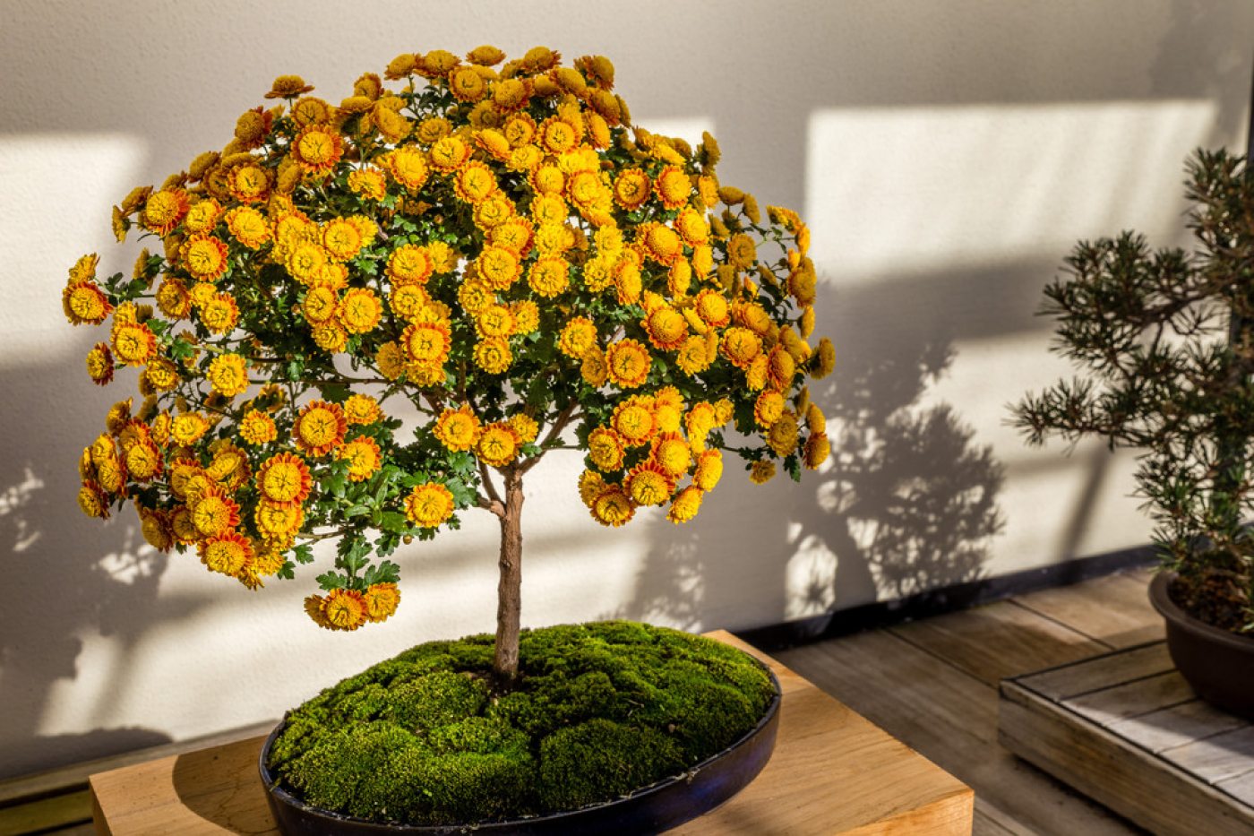 Mini Mum Magic | Longwood Gardens