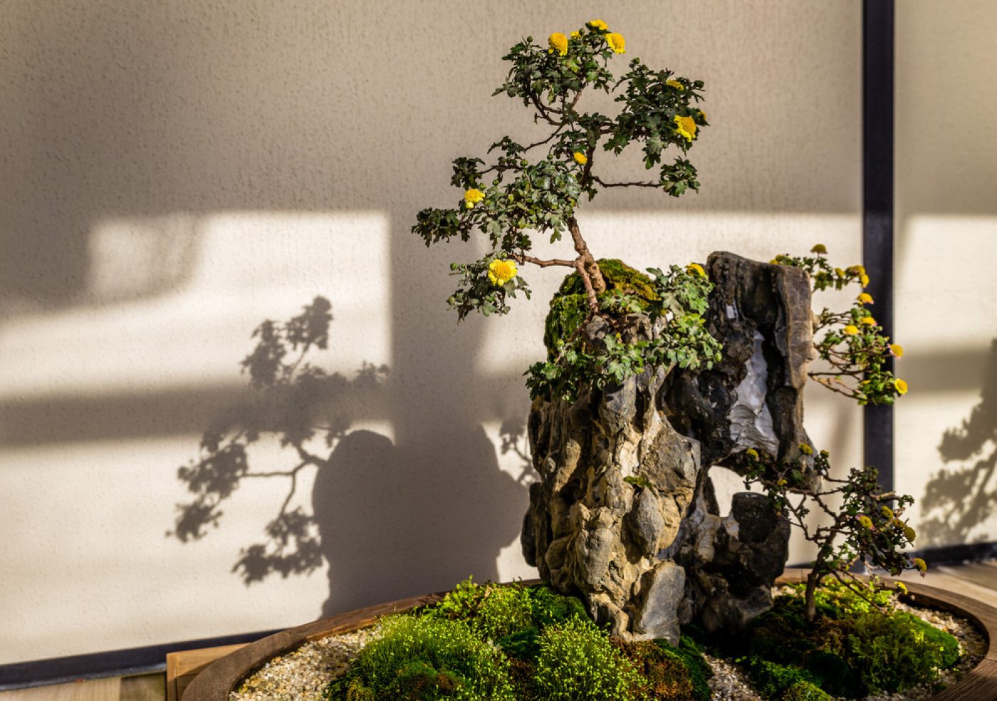 Mini Mum Magic | Longwood Gardens