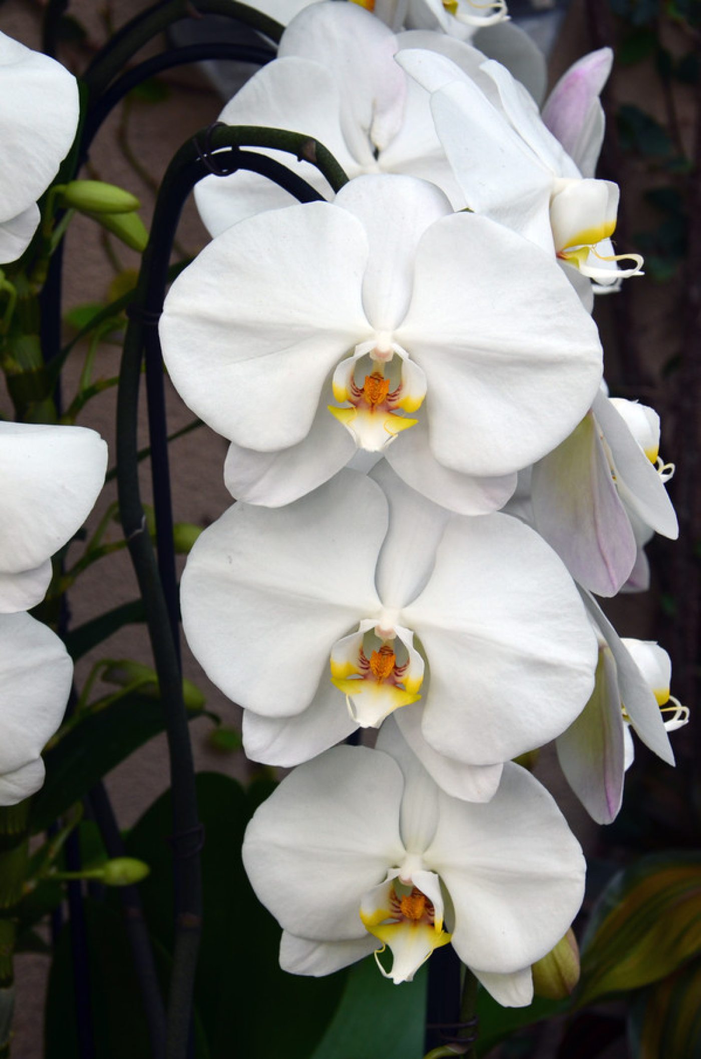 Identifying Orchids | Longwood Gardens