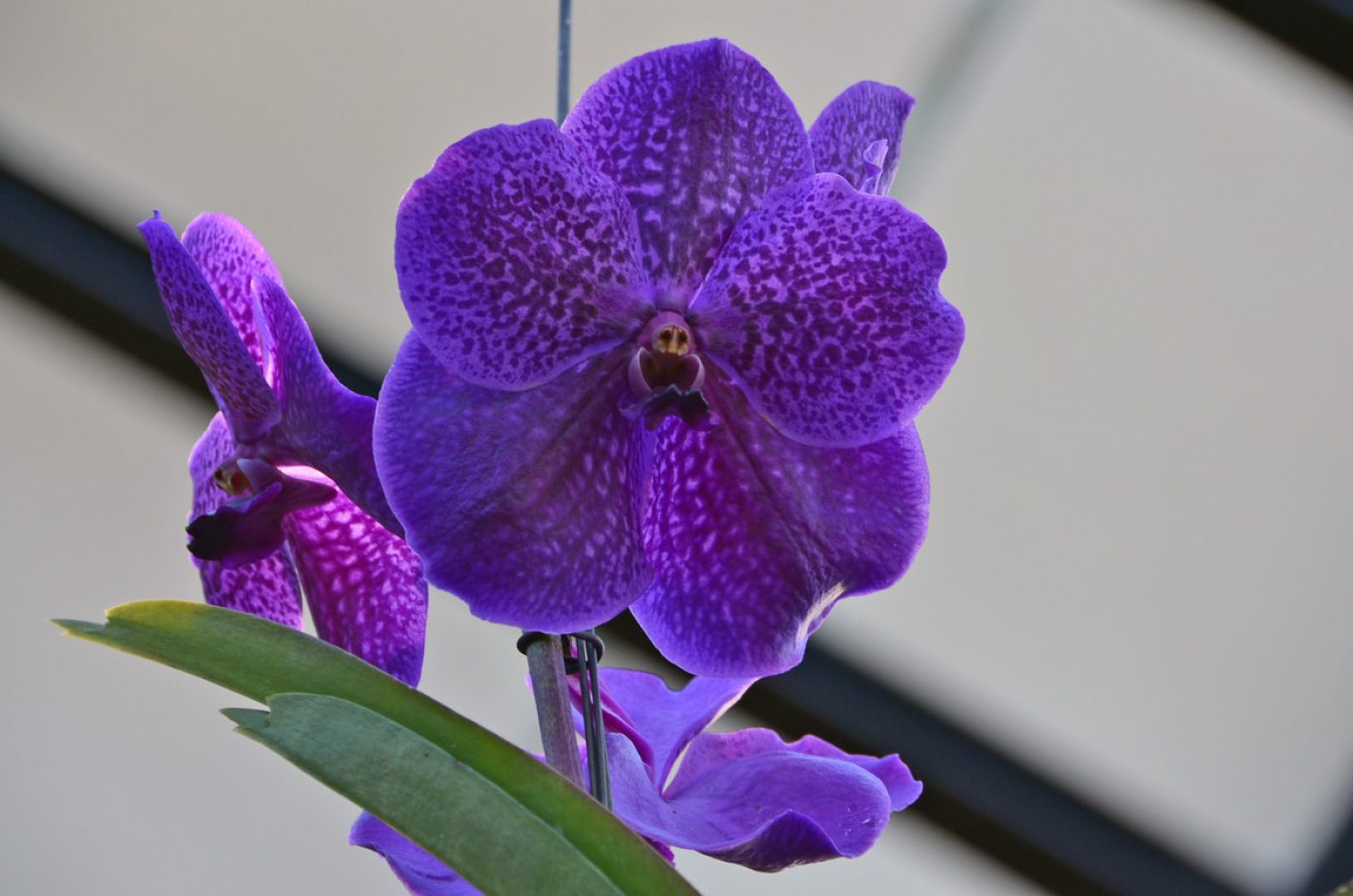 Identifying Orchids | Longwood Gardens