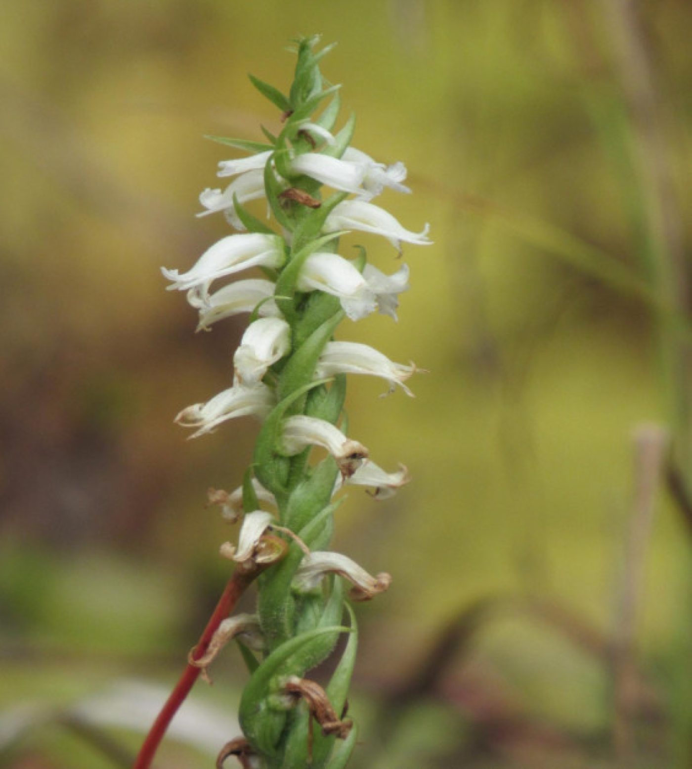 Native Orchid Conservation at Longwood Gardens | Longwood Gardens