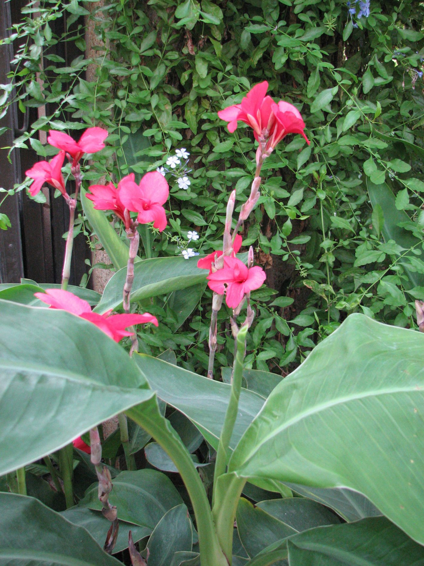 "Canna" We Save the Canna??? | Longwood Gardens