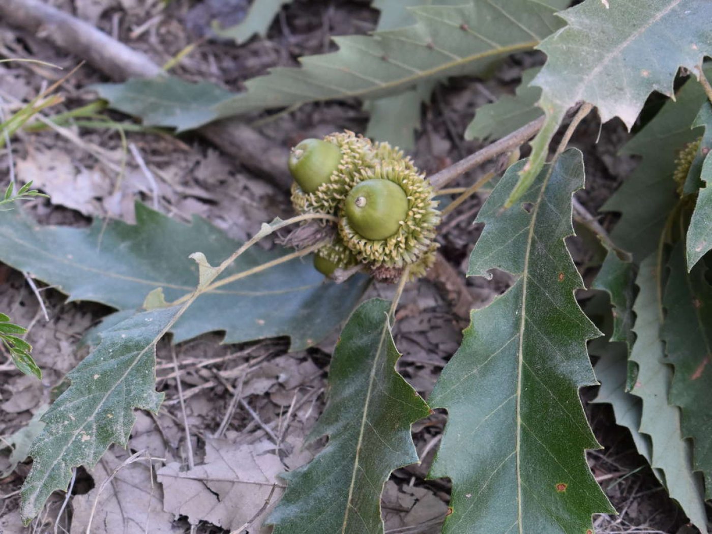 Plant Exploration in Azerbaijan | Longwood Gardens