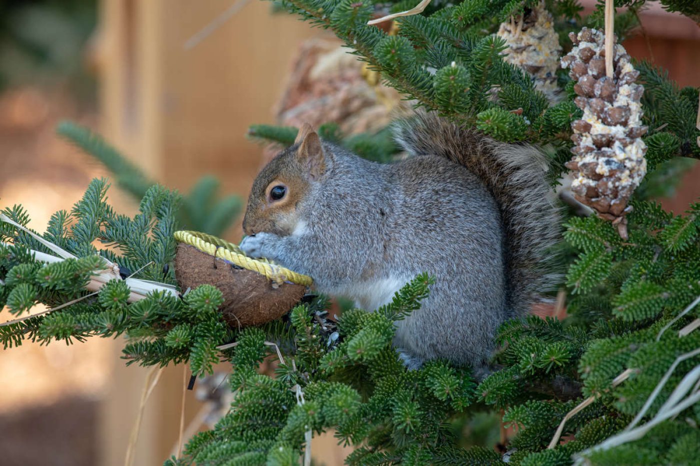The Wildlife Tree … Reimagined | Longwood Gardens