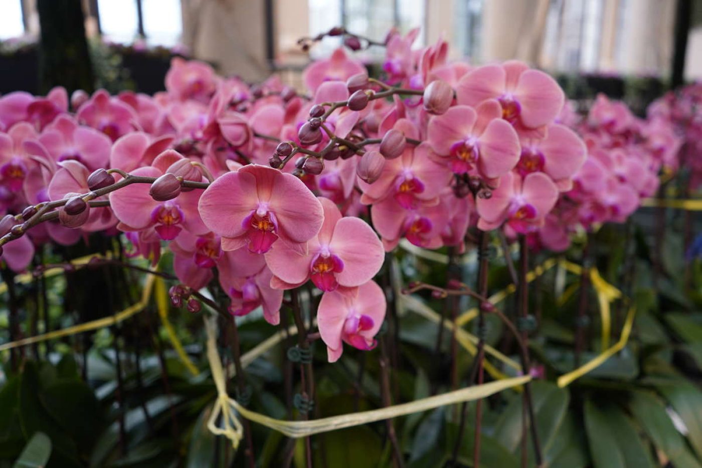 Crafting an Orchid Orb, Floating on Air | Longwood Gardens