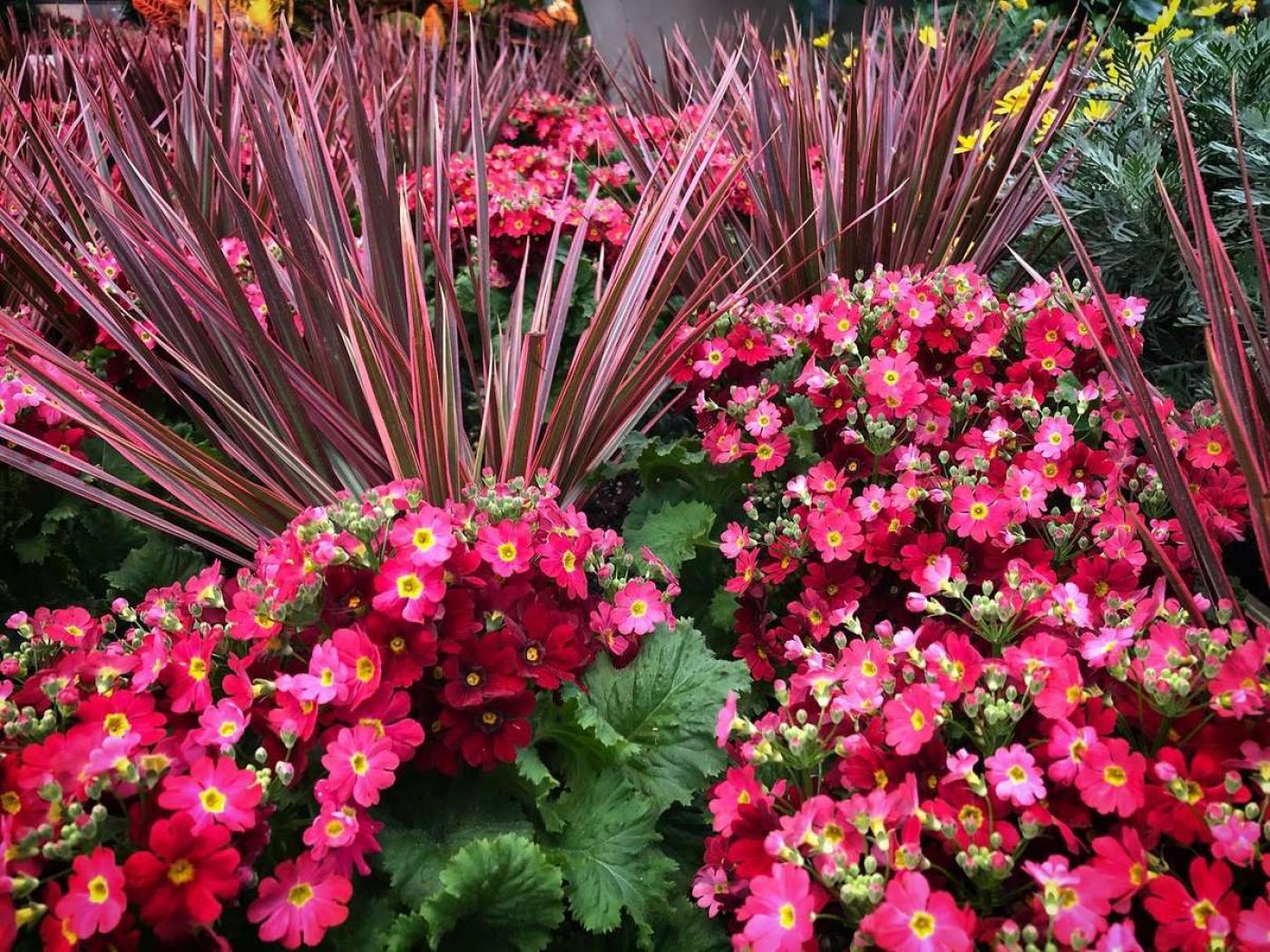 Indoor Plants for Every Home | Longwood Gardens