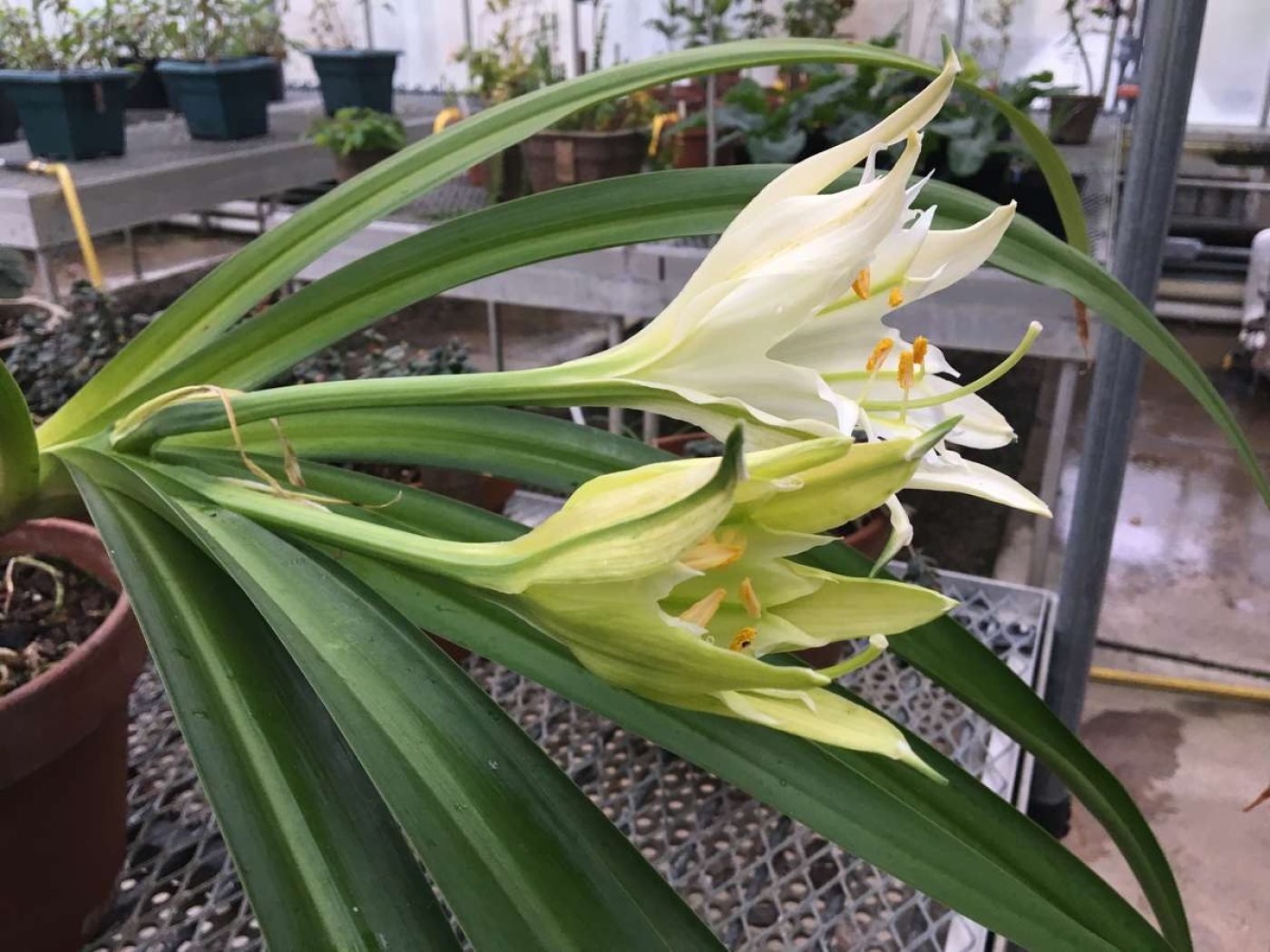 A Community Read Conversation with Sue Burke | Longwood Gardens