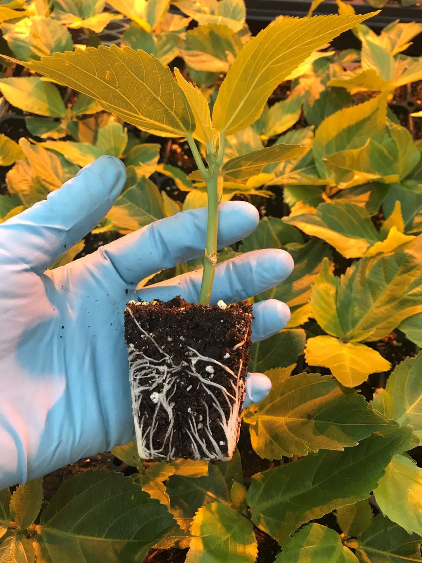 A Chenille Plant Journey | Longwood Gardens