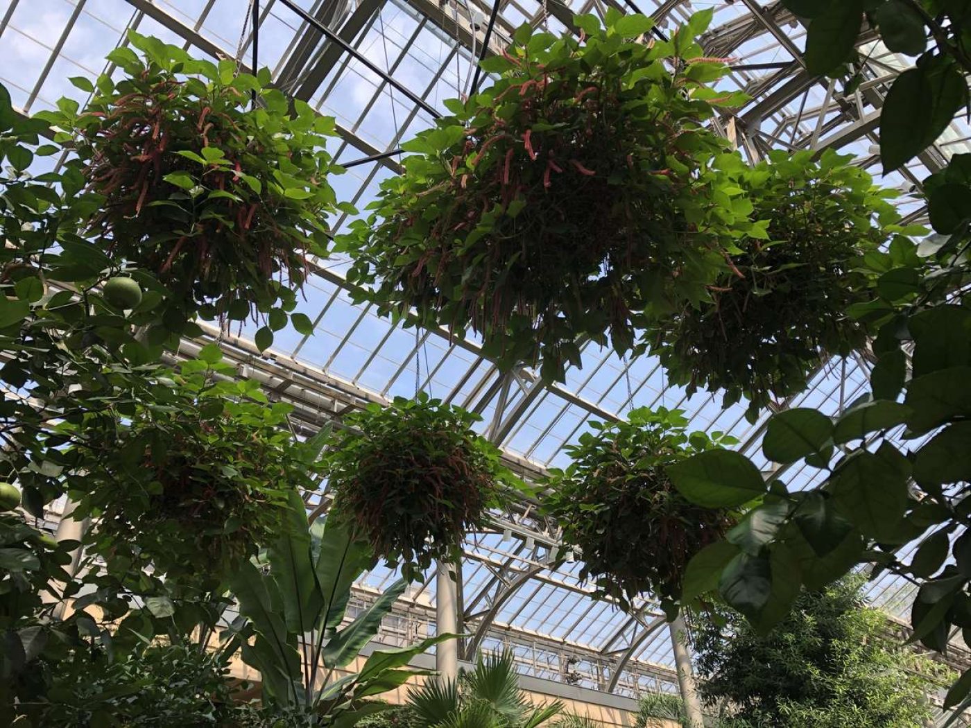 A Chenille Plant Journey | Longwood Gardens