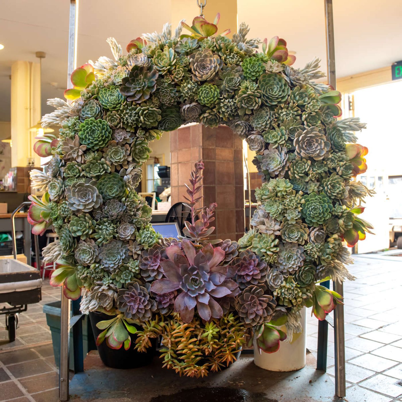How We Make Our Living Succulent Wreaths | Longwood Gardens