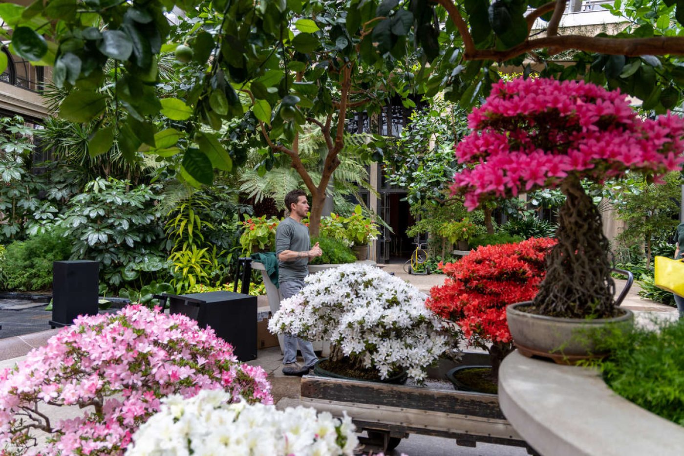 Rediscover Our Bonsai | Longwood Gardens