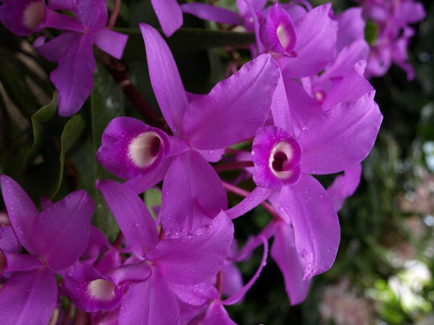 Orchids: An International Floral Emblem | Longwood Gardens