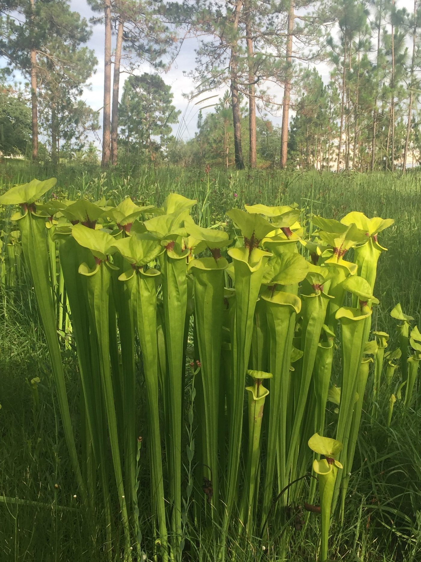 How to Create a Bog Garden | Longwood Gardens