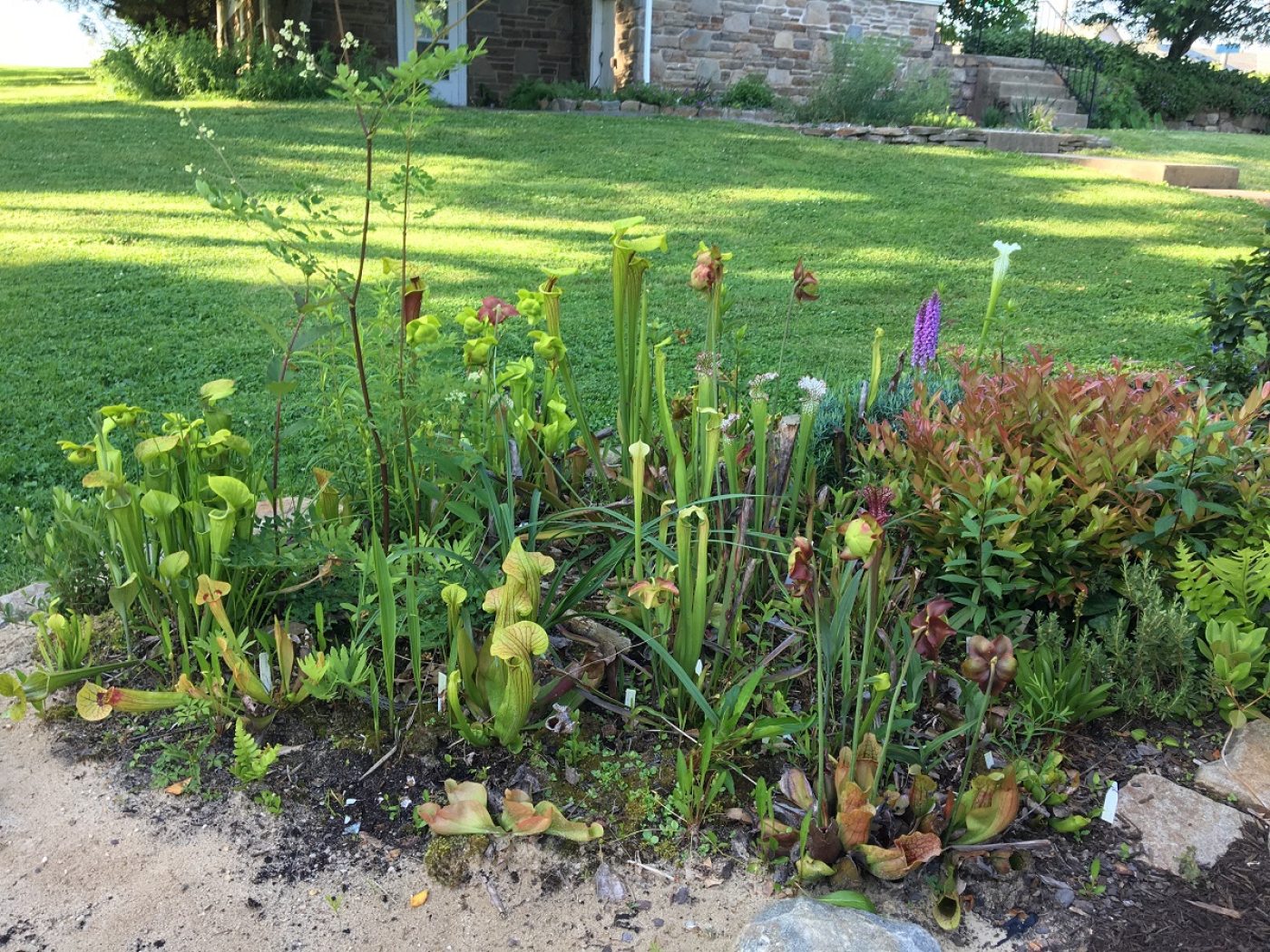 How to Create a Bog Garden | Longwood Gardens