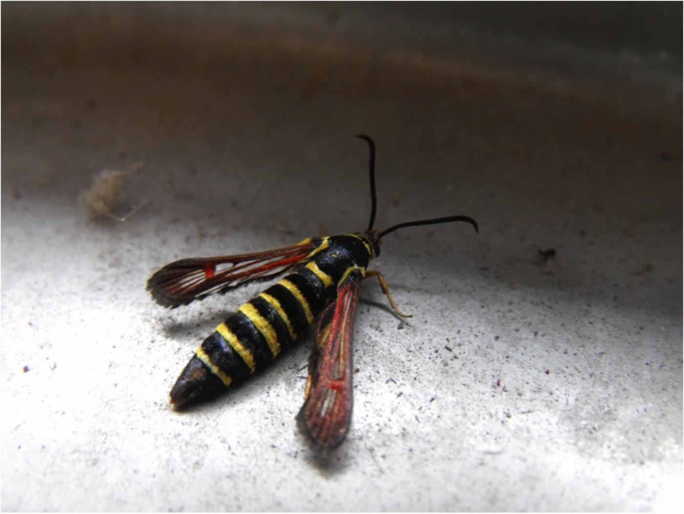 Shedding Light on Moths | Longwood Gardens