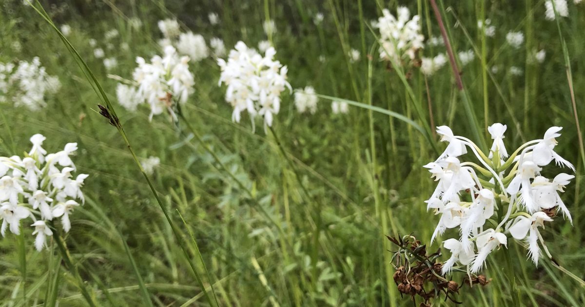 Pennsylvania Native Species Day | Longwood Gardens