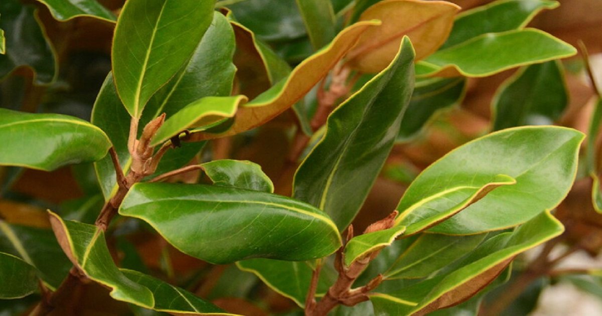 Flower of the Month: Magnolia Foliage | Longwood Gardens