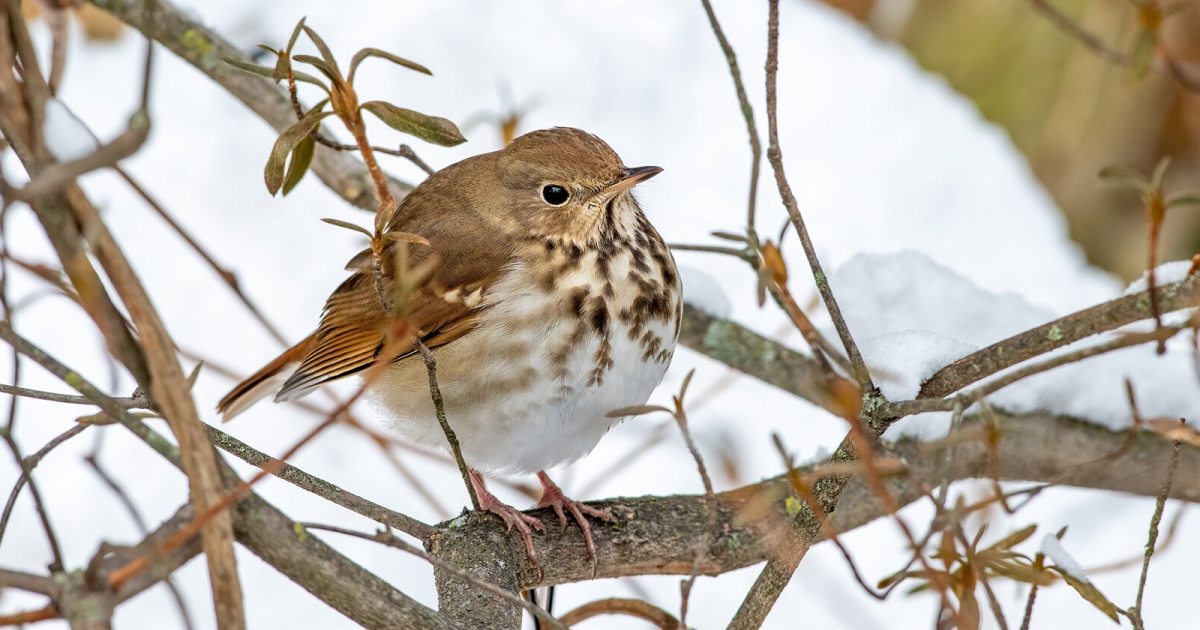 Winter Birding | Longwood Gardens