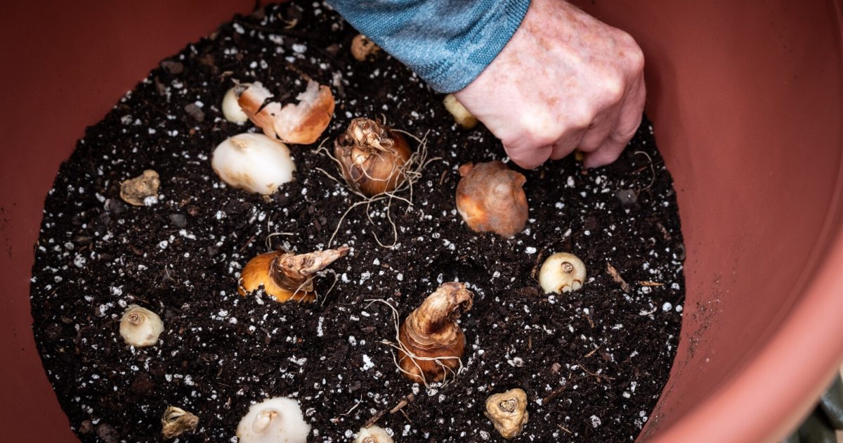 Hardy Bulbs | Longwood Gardens