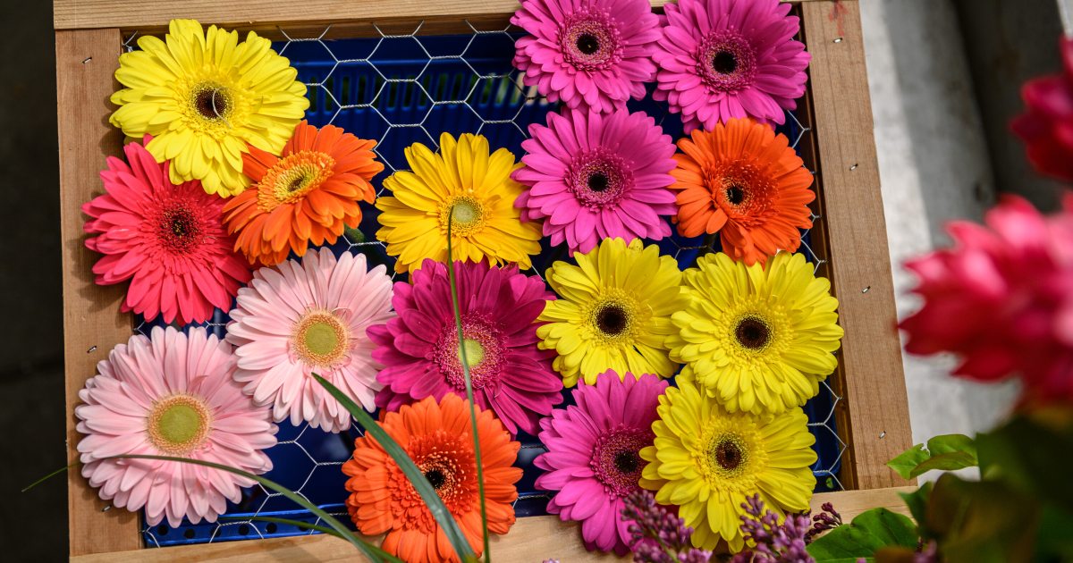 Introduction to Color Theory in Floral Design | Longwood Gardens