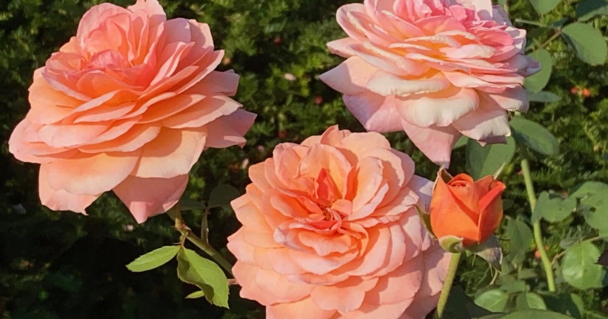 Bloom to Bouquet: Roses | Longwood Gardens