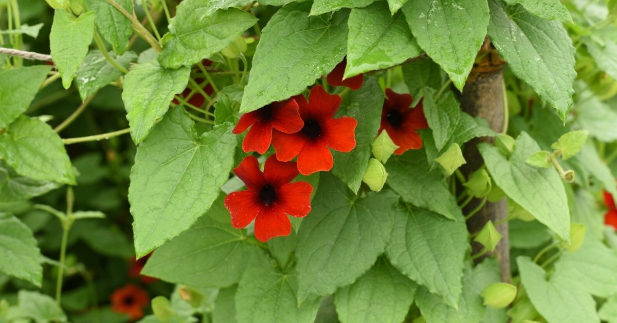 Vines and Groundcovers | Longwood Gardens