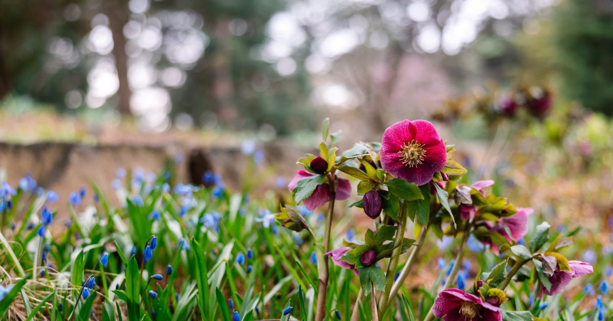 Spring Break Tuesdays | Longwood Gardens