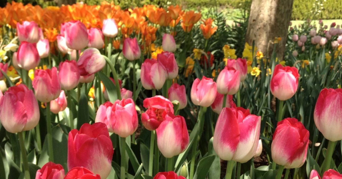 Spring Landscape Photography | Longwood Gardens